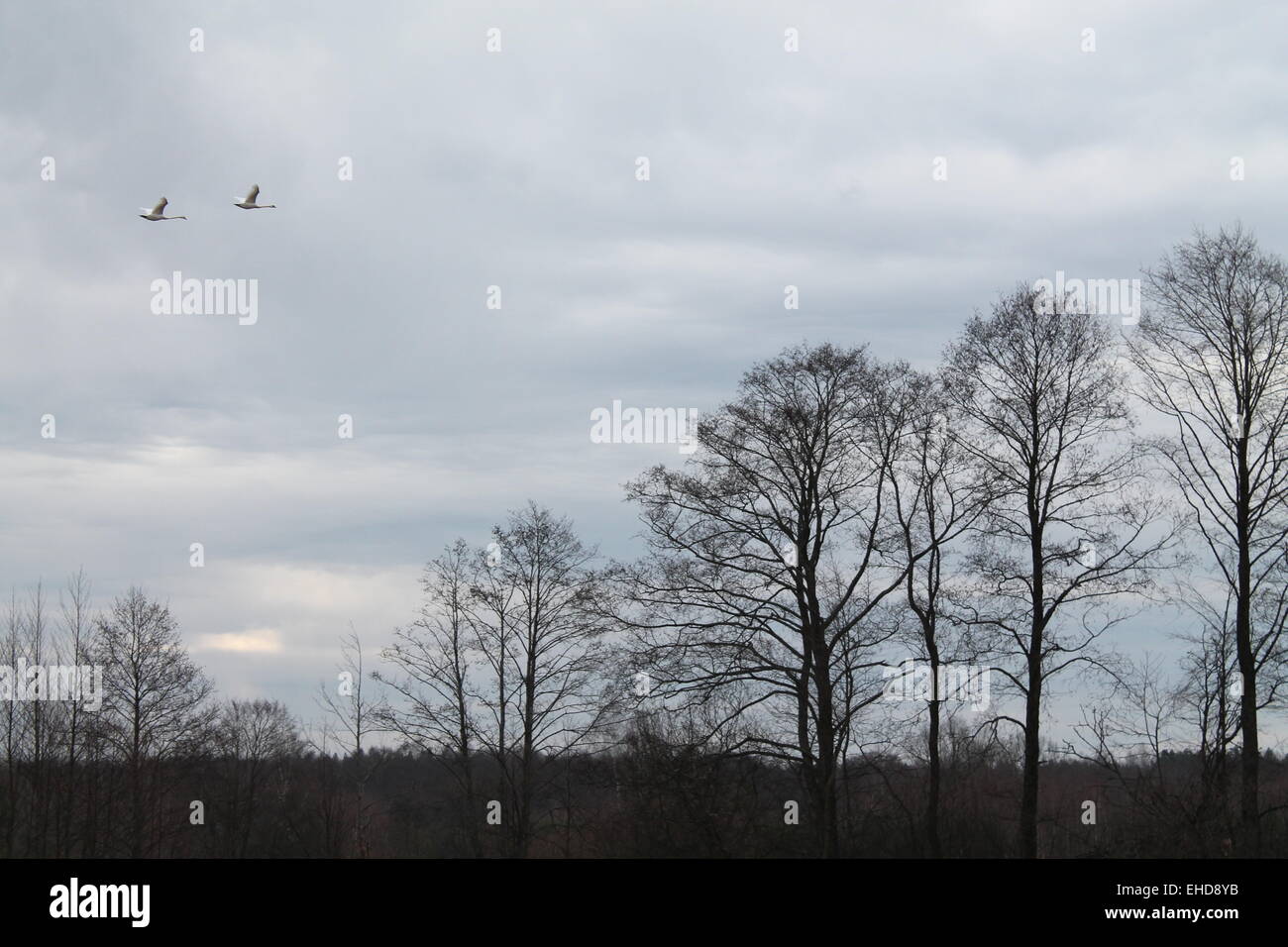 early spring nature trees without leaves and two white swans fly in ...