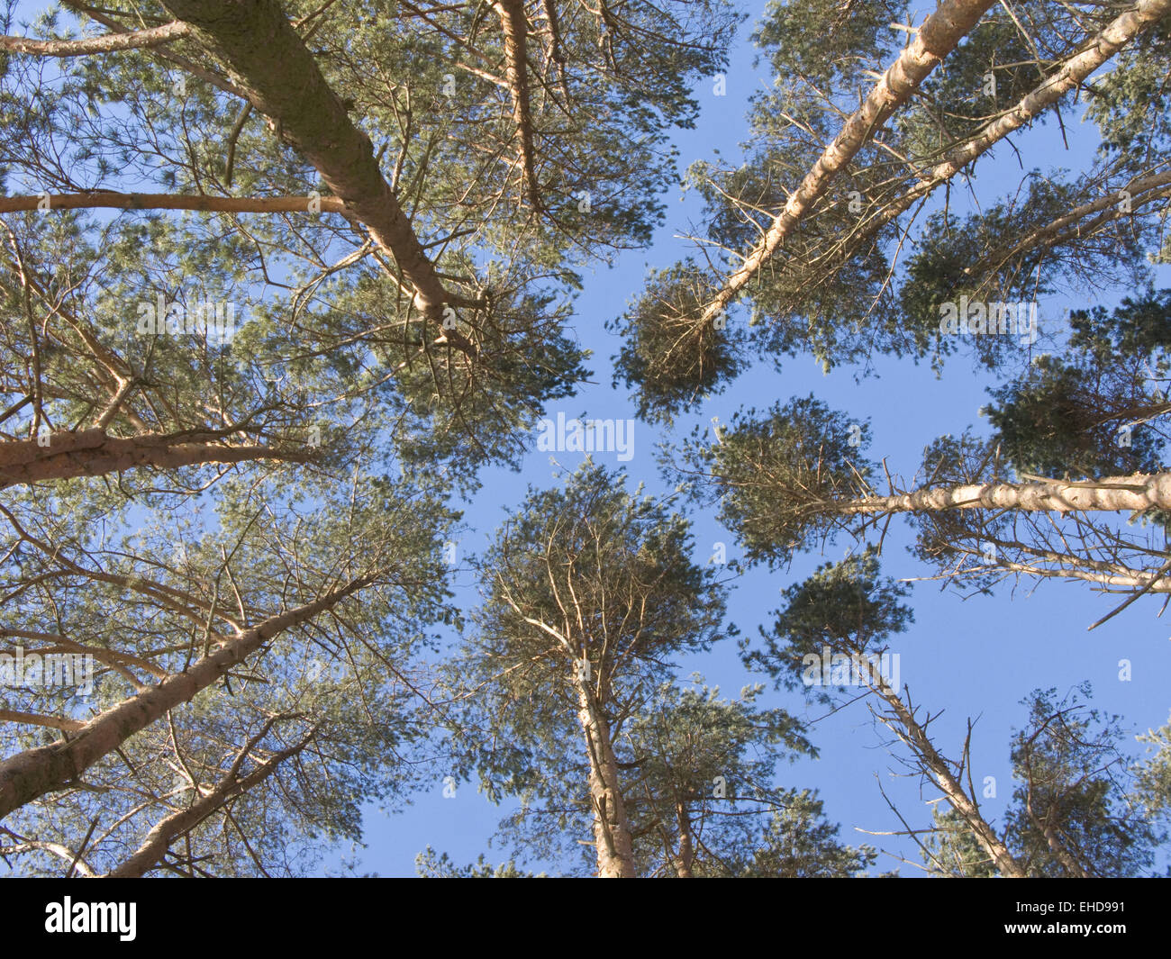 Top of pine trees with branches around Stock Photo - Alamy