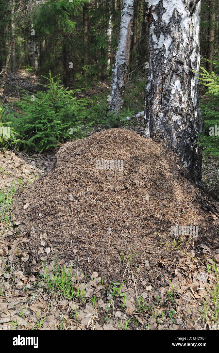Ant in tree hi-res stock photography and images - Alamy
