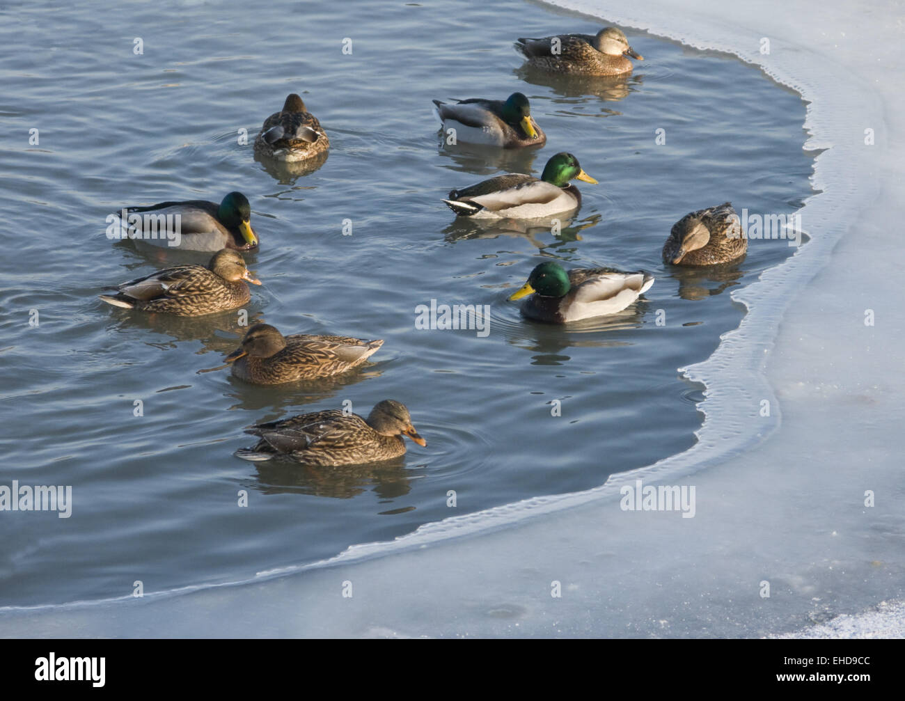 Winter pond with flock of swimming ducks Stock Photo - Alamy