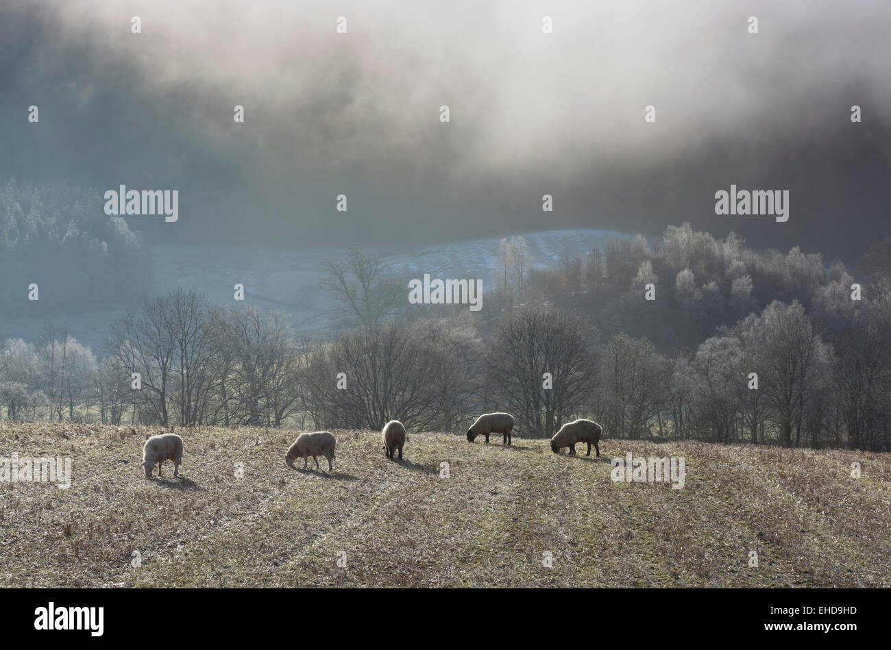 farmland with sheep & trees and wintry atmospheric ethereal / magical ...