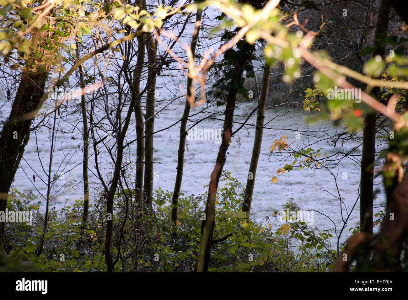 Frost covered winter field Doddiscombleigh, Exeter Stock Photo - Alamy
