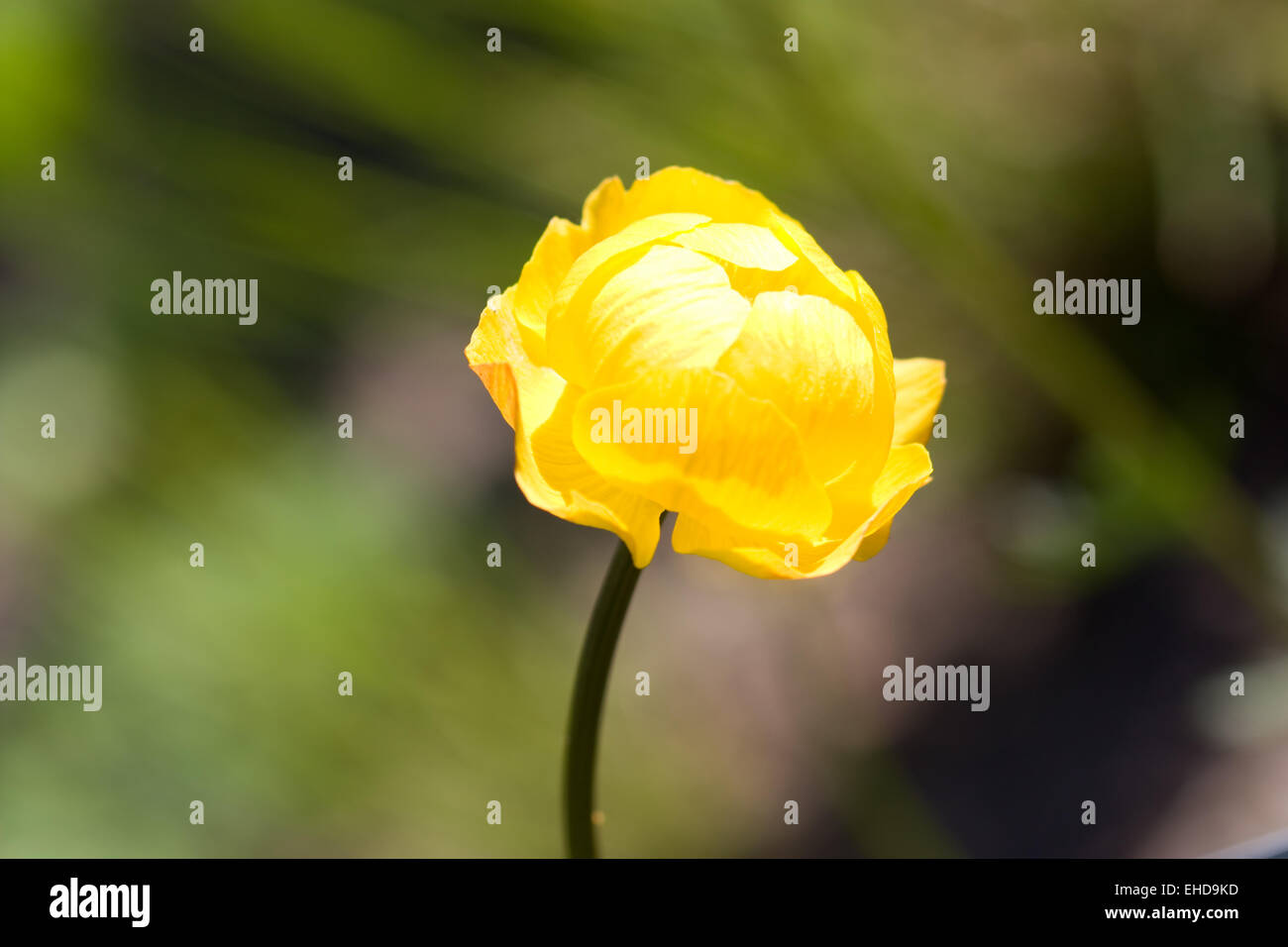 Trollblume - Trollius europaeus Stock Photo - Alamy