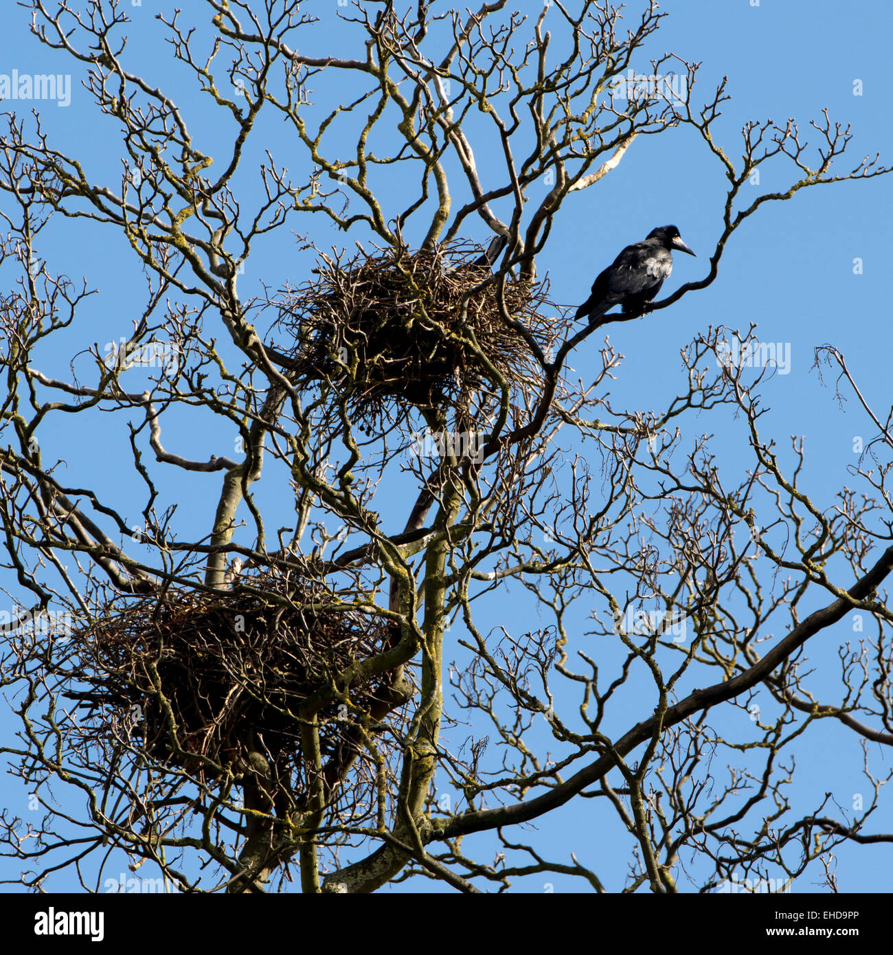 Sycamore tree bird hi-res stock photography and images - Alamy