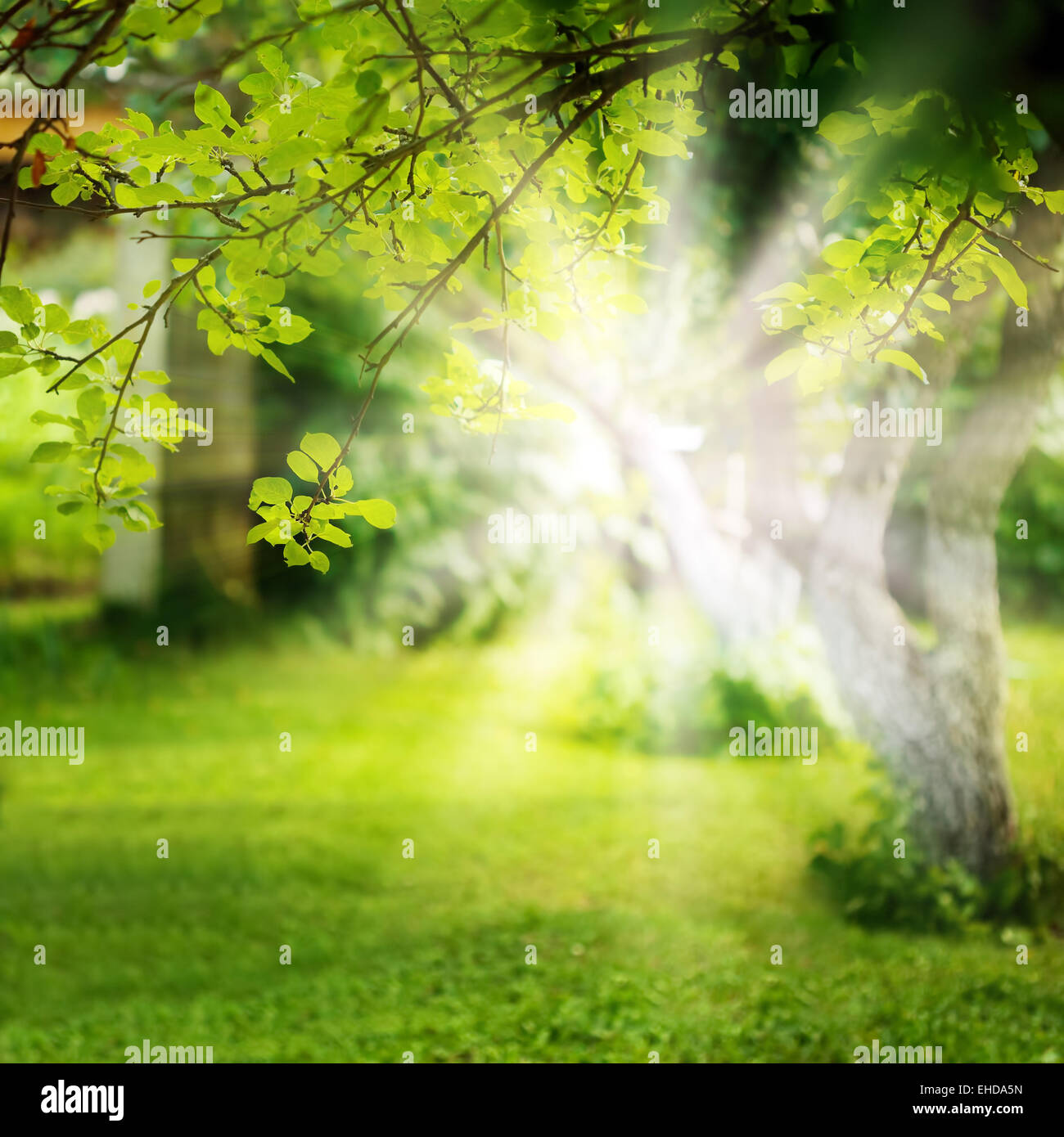 Natural spring background with sun light. Selective focus Stock Photo ...