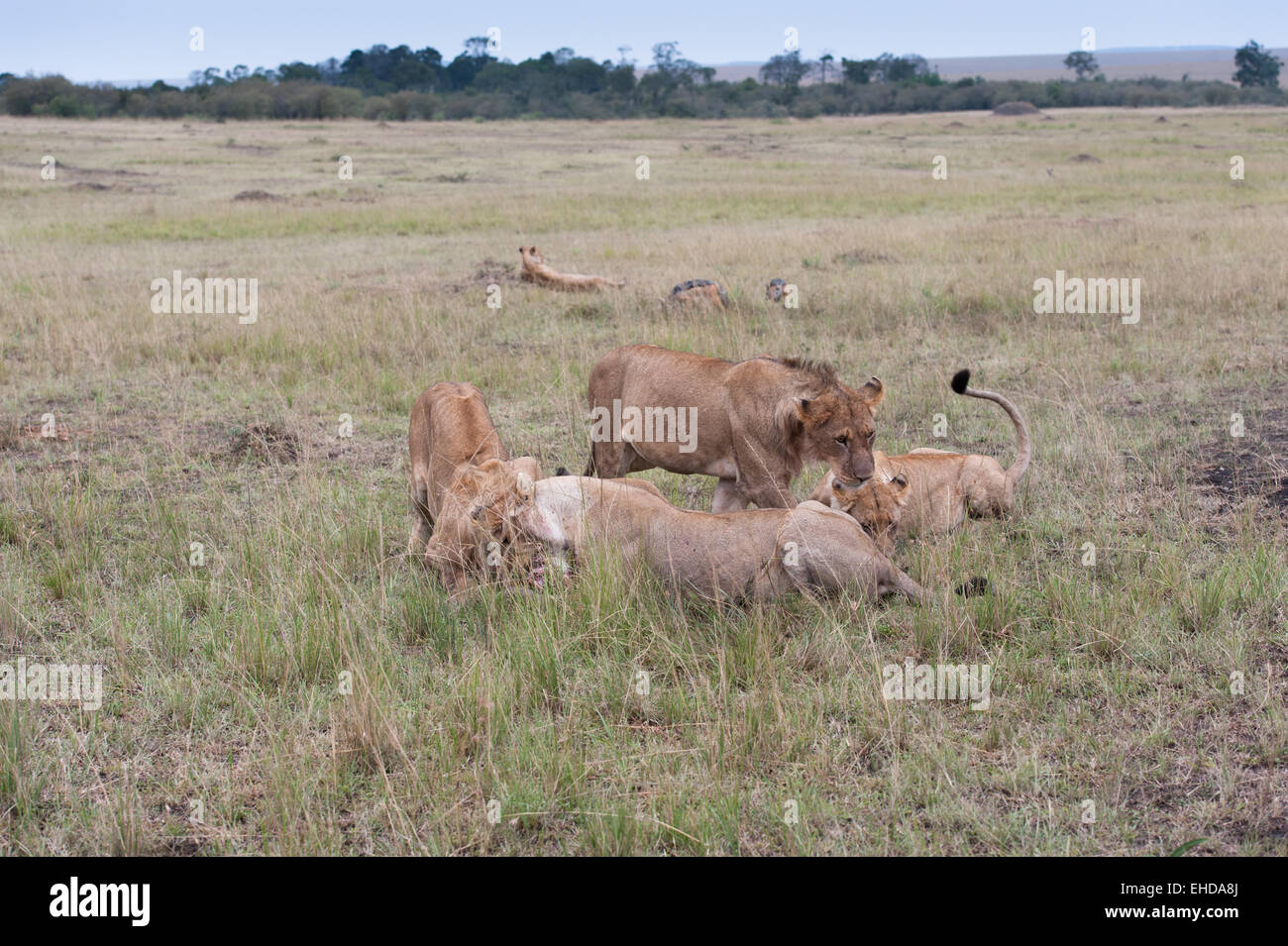 Lion in the savanna of Africa Stock Photo - Alamy