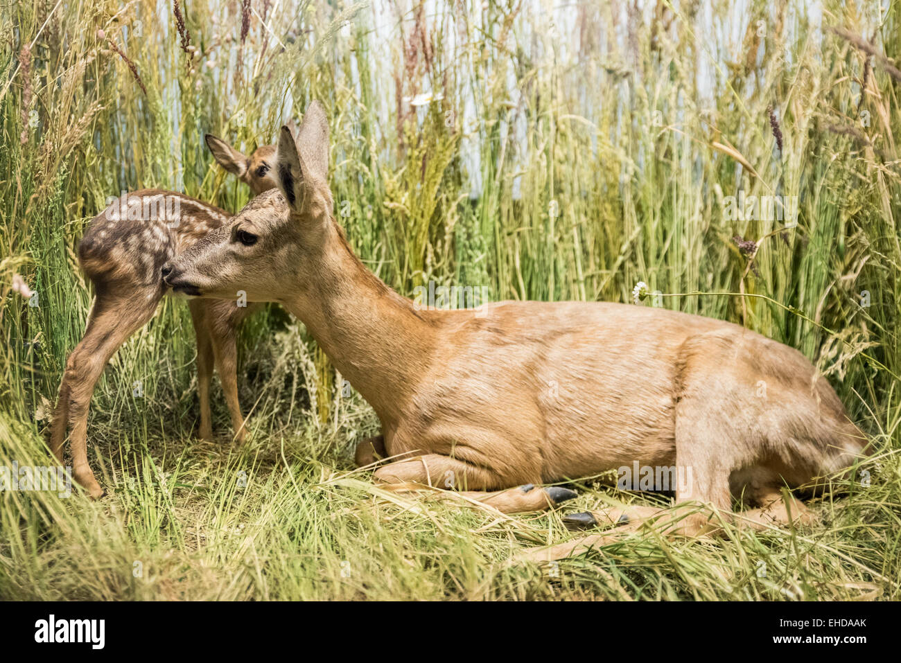 Common deer family forest hi-res stock photography and images - Alamy