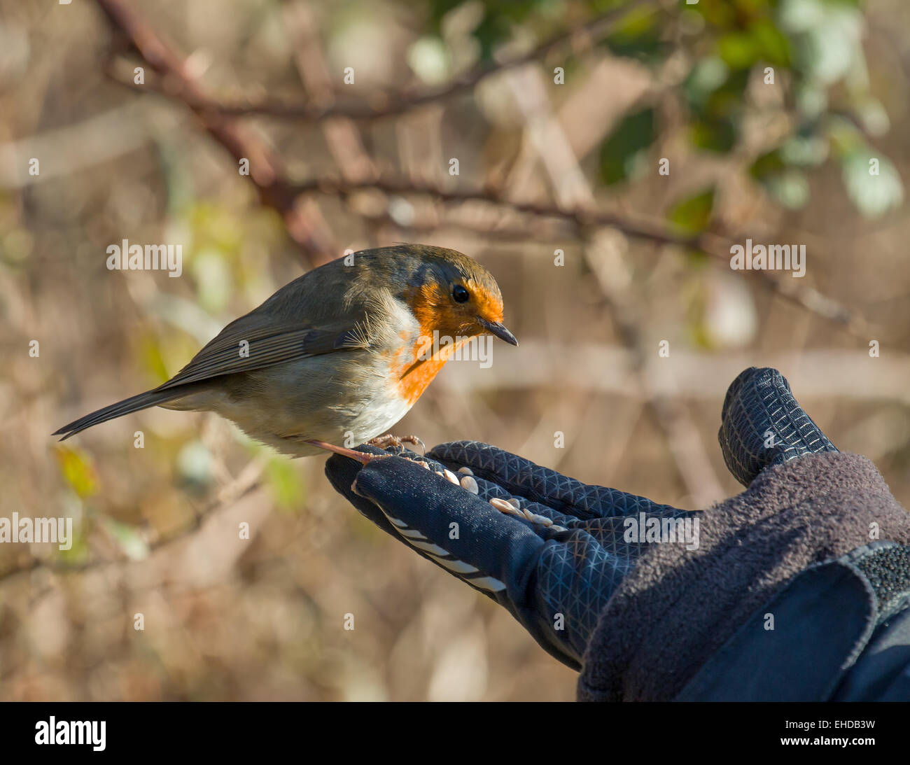 Robin on hand hi-res stock photography and images - Alamy