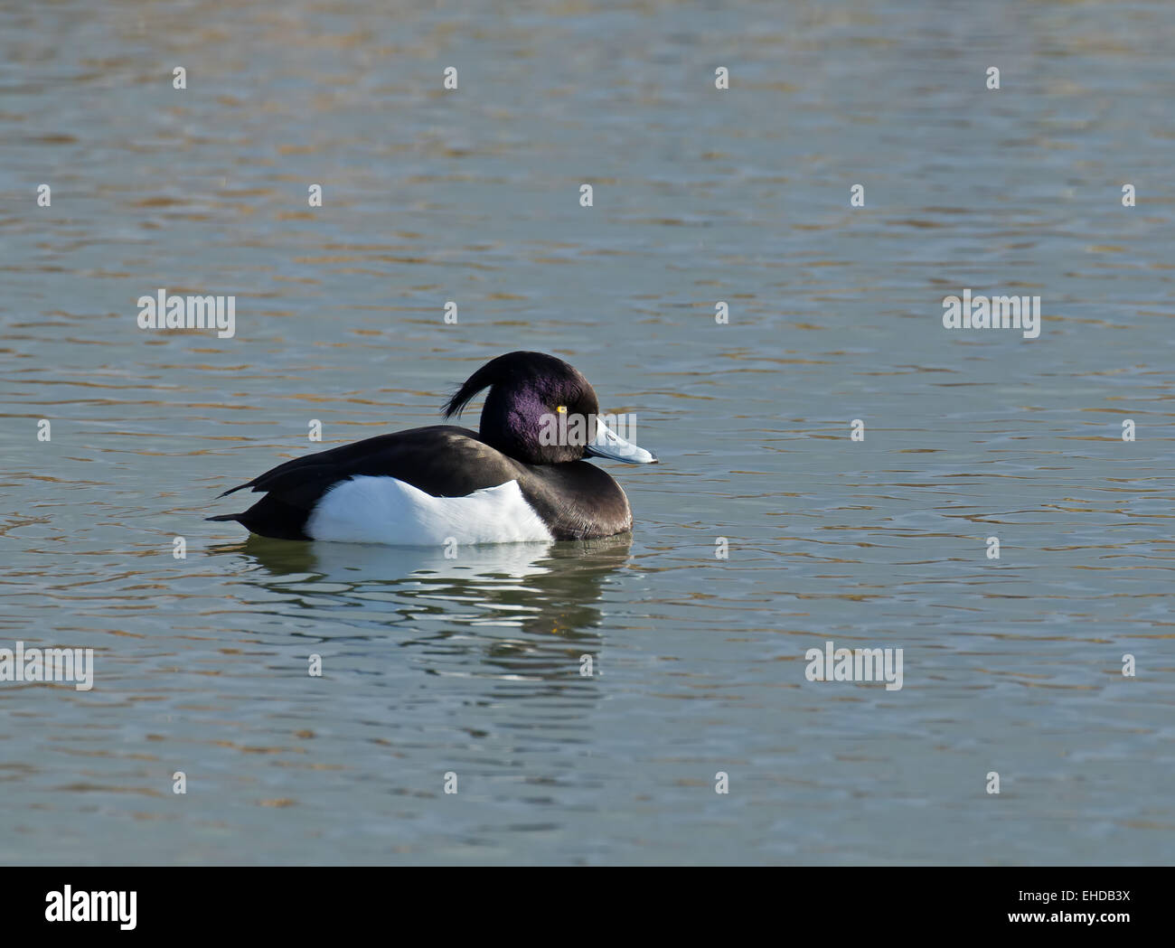 Adult male tufted duck hi-res stock photography and images - Alamy