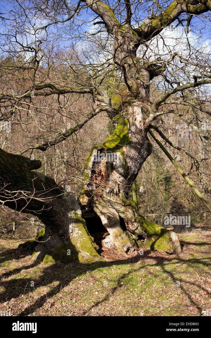 The Capon Tree in winter. Jedburgh, Scotland Stock Photo - Alamy
