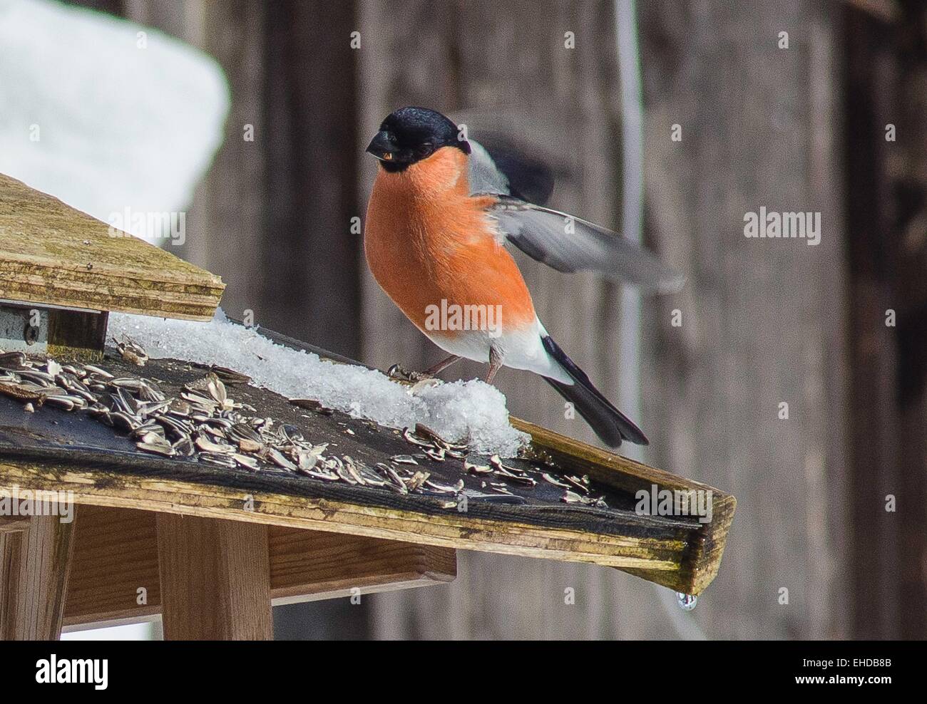 birdhouse in winter with a bullfinch bird box, feeding birds, snow ...