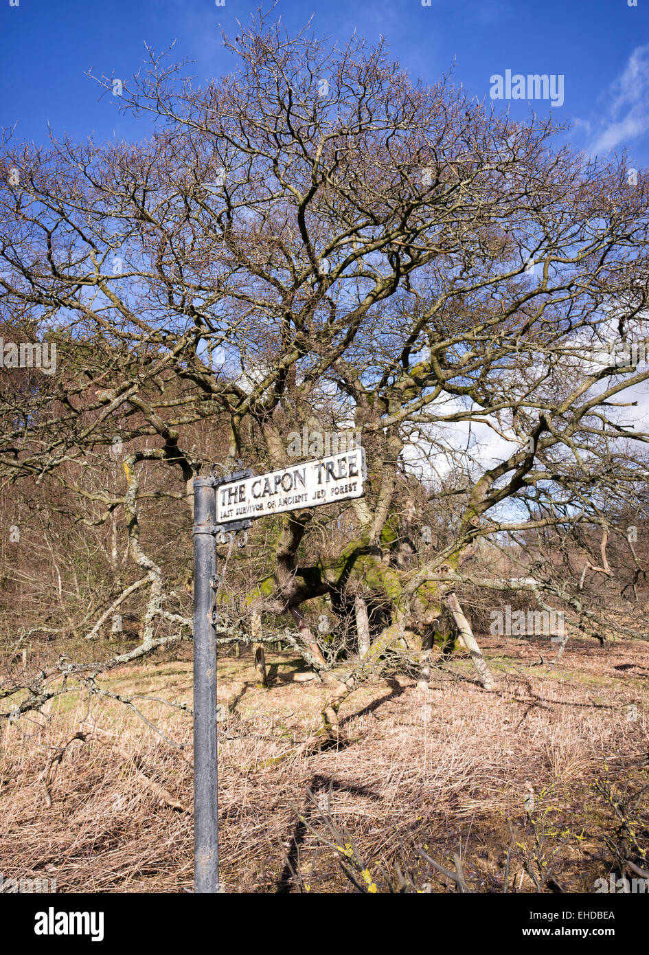 The Capon Tree in winter. Jedburgh, Scotland Stock Photo - Alamy
