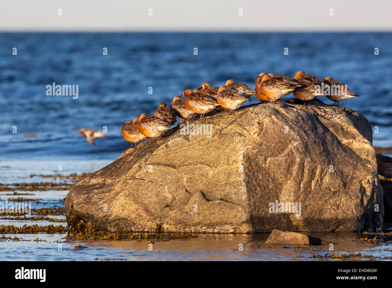 Red knots hi-res stock photography and images - Alamy