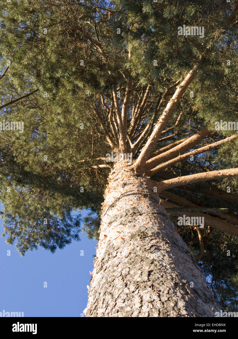 Pine tint hi-res stock photography and images - Alamy