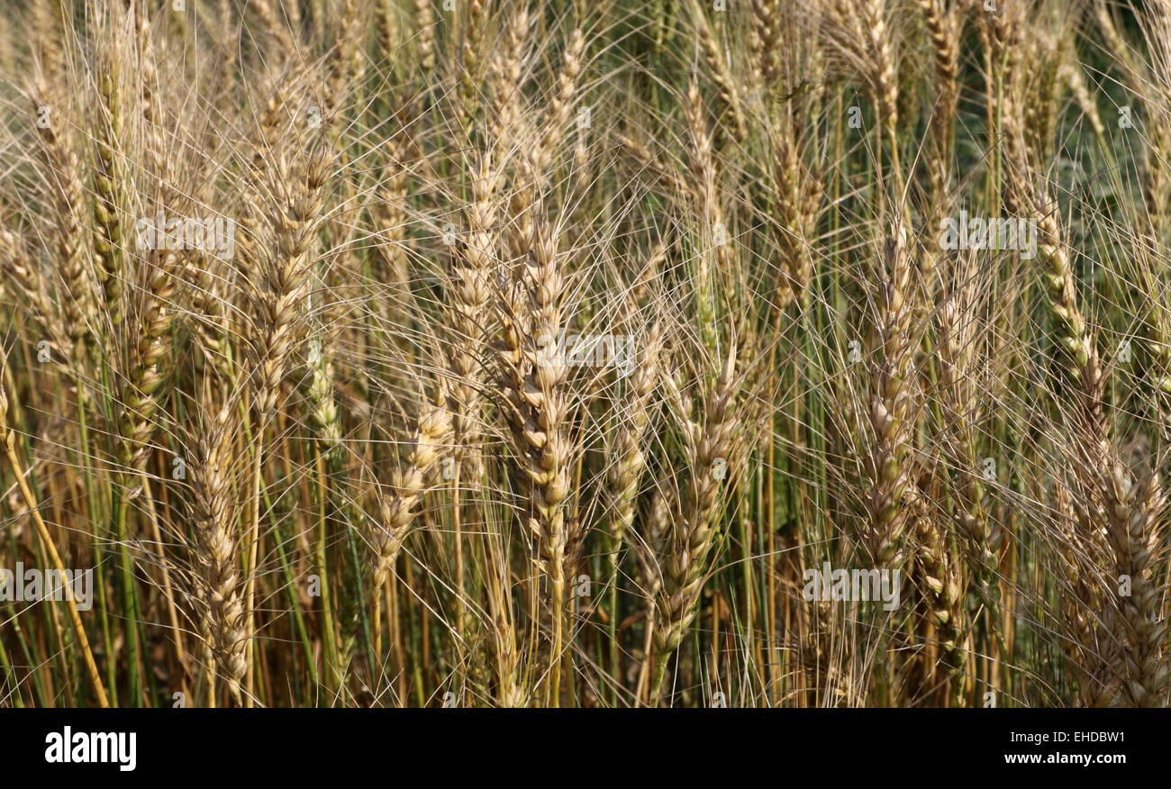 Wheat Fields Bangladesh, Wheat, Fields, Wheat Fields Stock Photo - Alamy