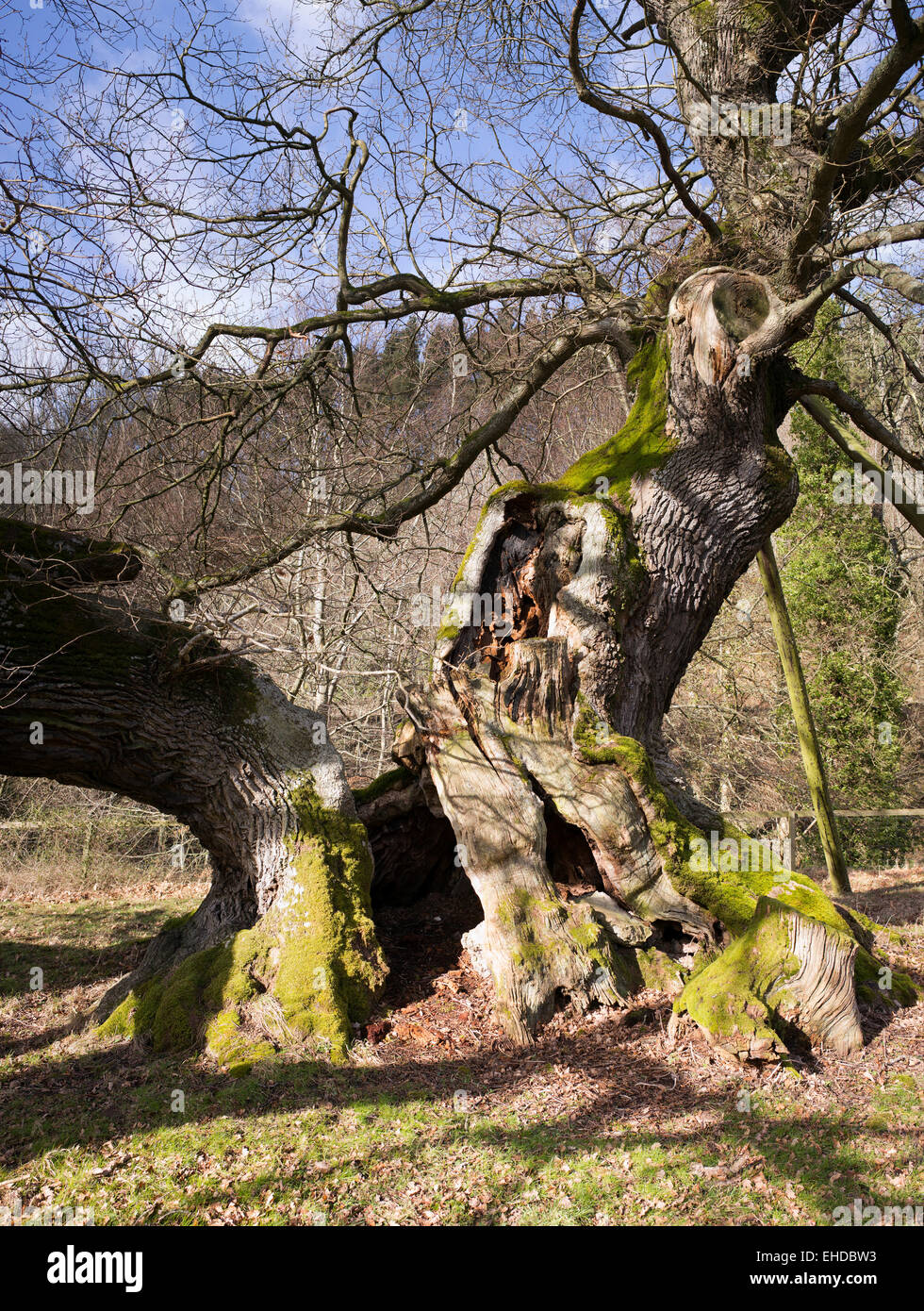 The Capon Tree in winter. Jedburgh, Scotland Stock Photo - Alamy
