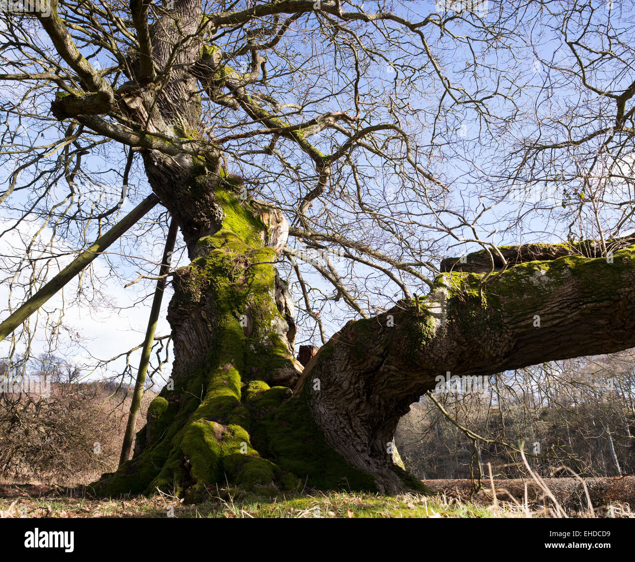 The Capon Tree in winter. Jedburgh, Scotland Stock Photo - Alamy