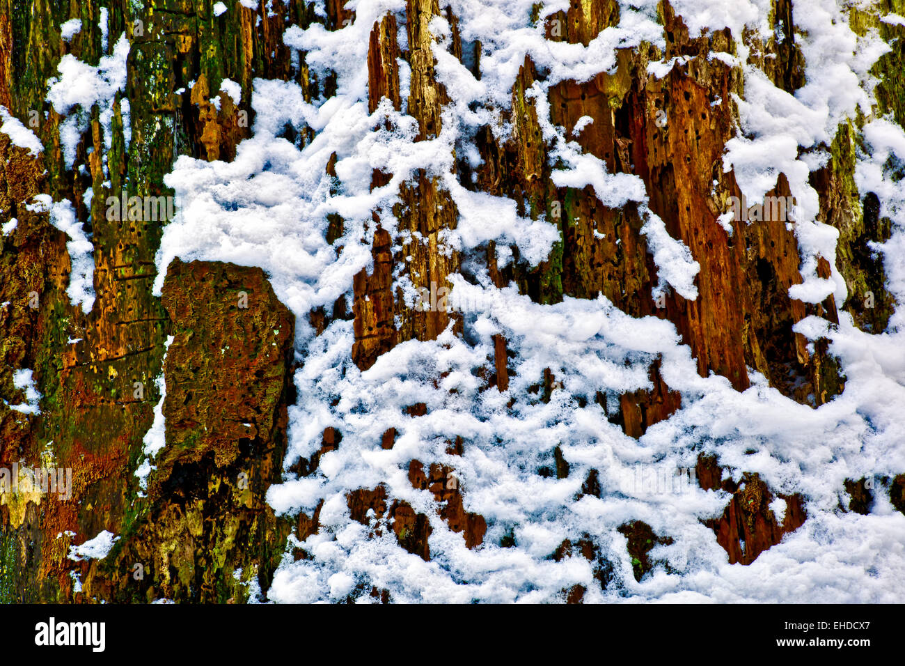 Tree trunk surrounded by snow Stock Photo - Alamy