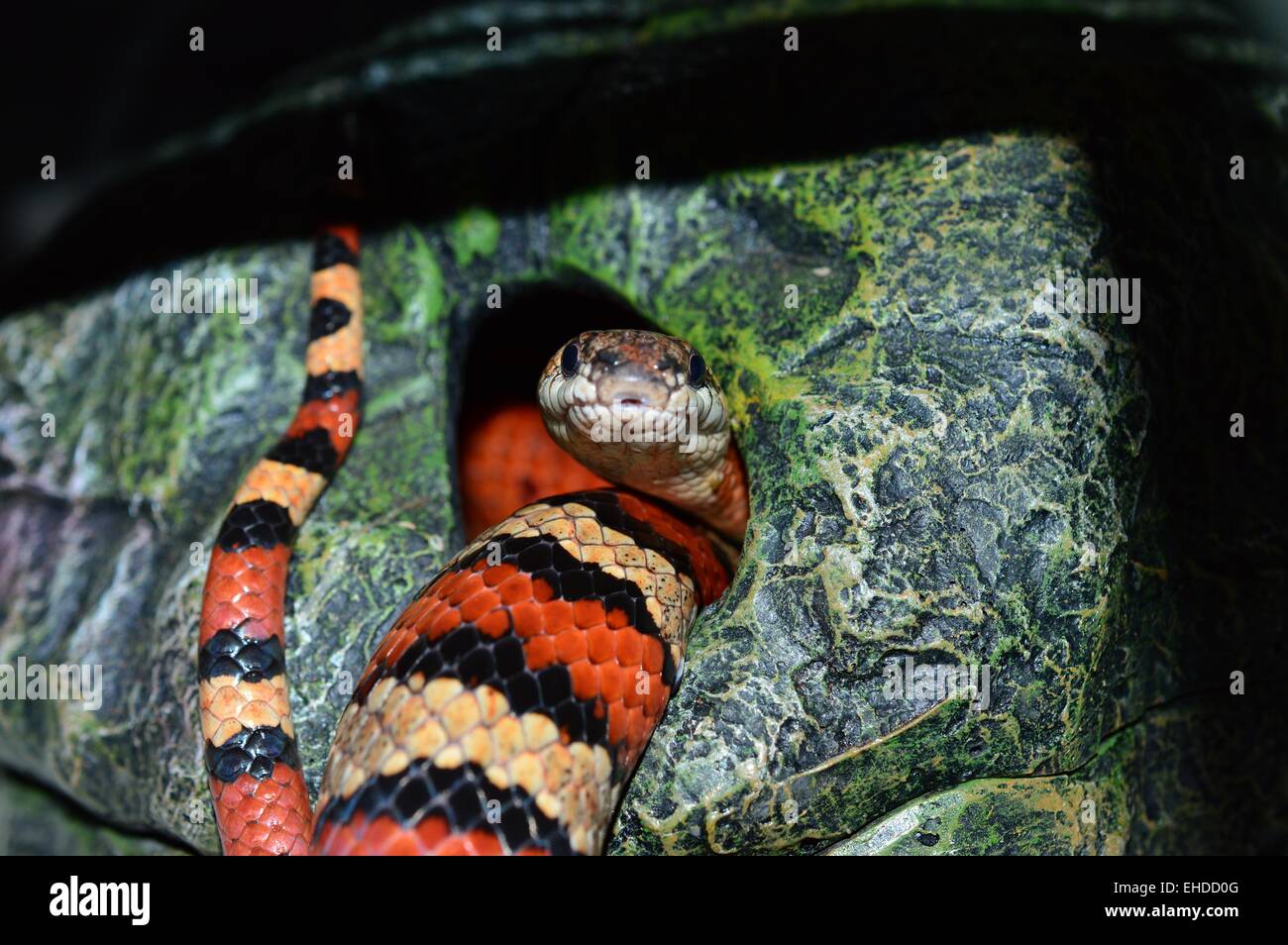 Snake Blood High Resolution Stock Photography and Images - Alamy