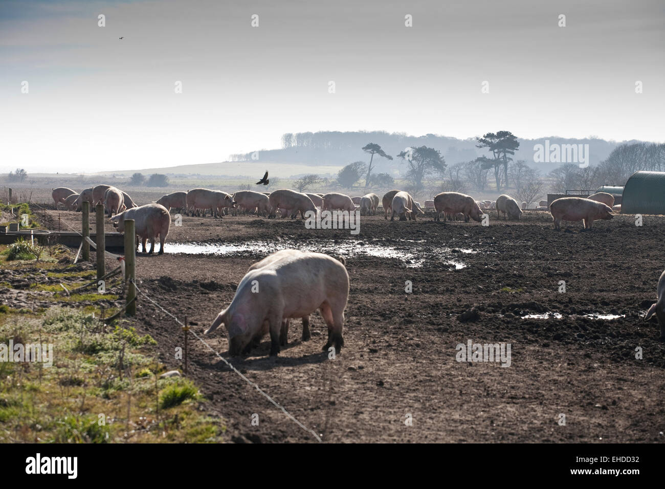 Free range pigs Stock Photo - Alamy
