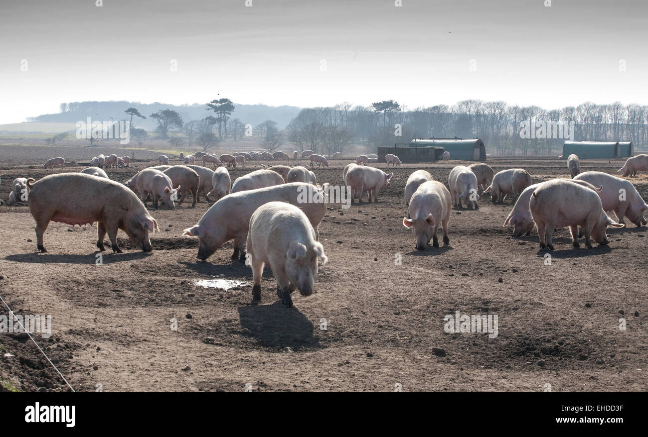Free range pigs Stock Photo - Alamy