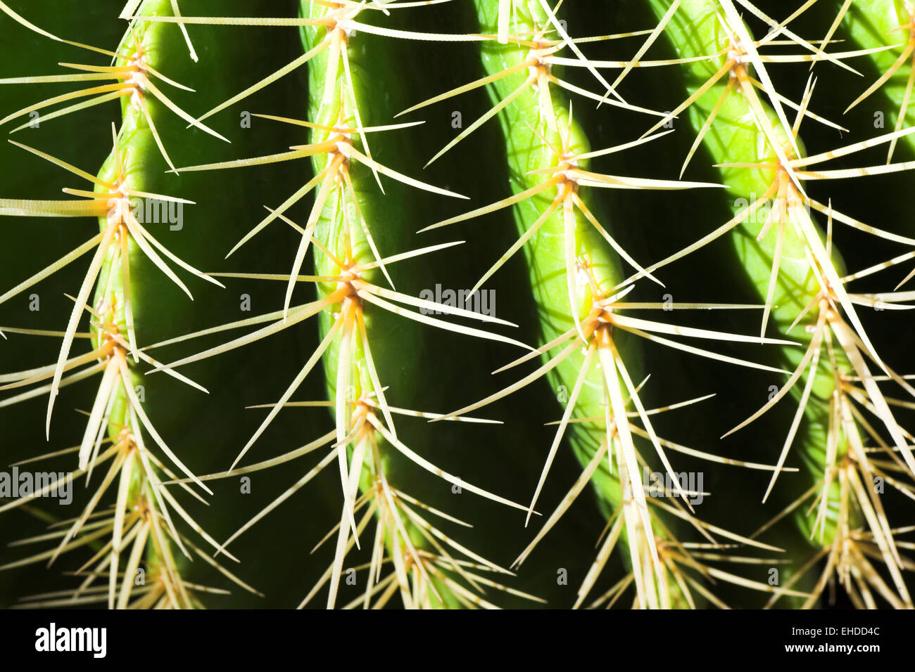 Green cactus background Stock Photo - Alamy