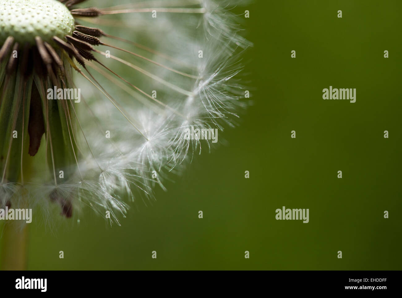 Dandelion stem detail hi-res stock photography and images - Alamy