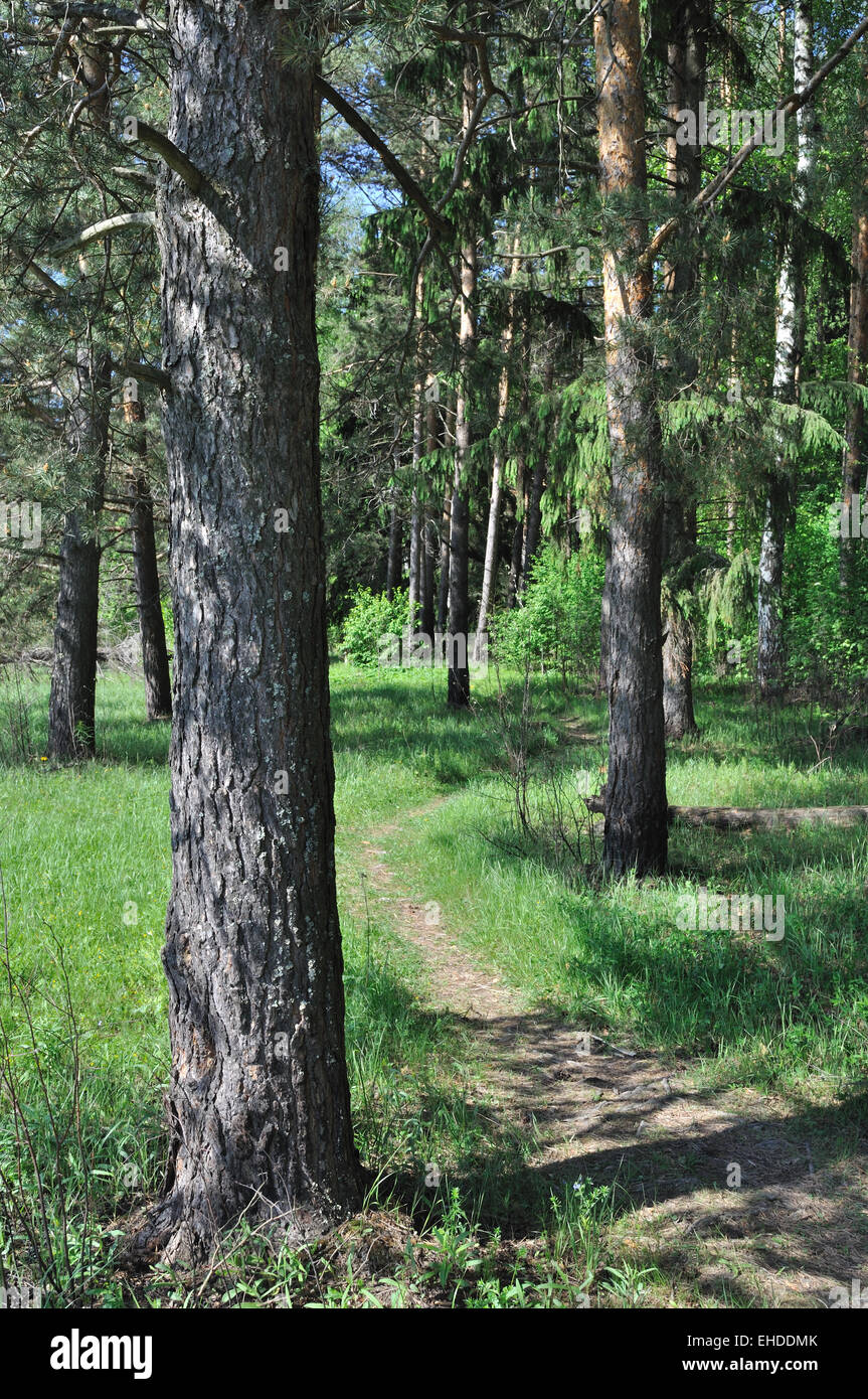 Foot path between pine trees in forest Stock Photo - Alamy
