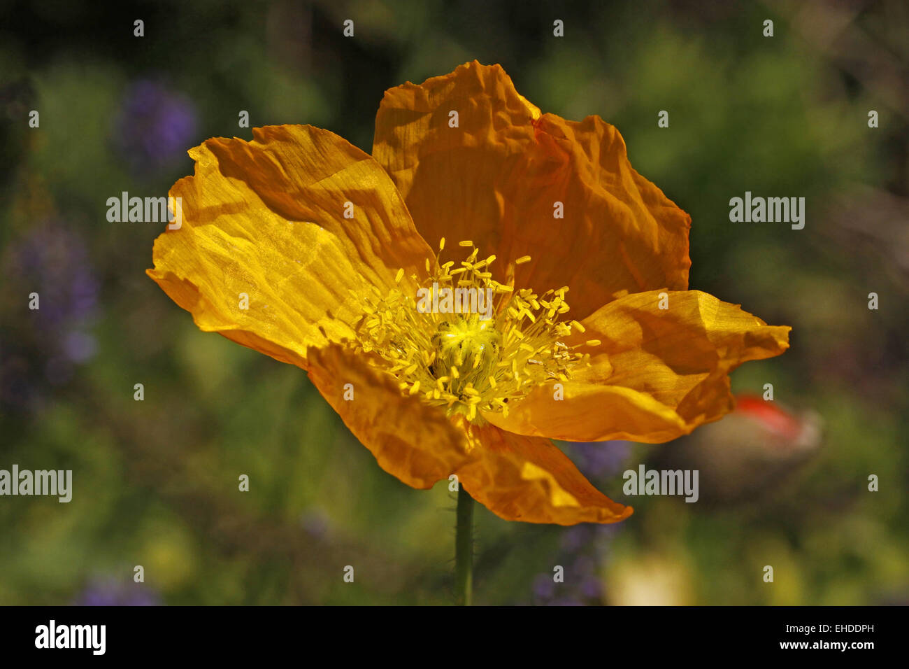 Papaver Poppy Yellow Stock Photo - Alamy