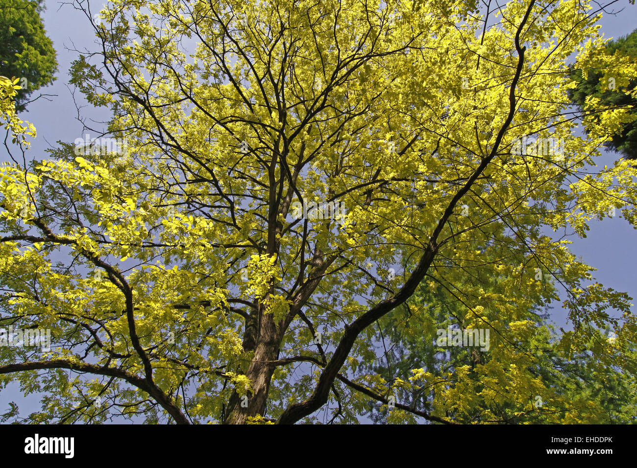 Gold akazie hi-res stock photography and images - Alamy