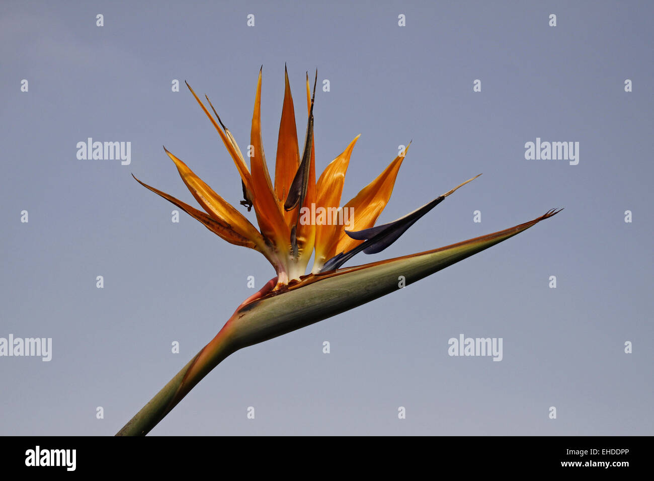 Crane lily hi-res stock photography and images - Alamy