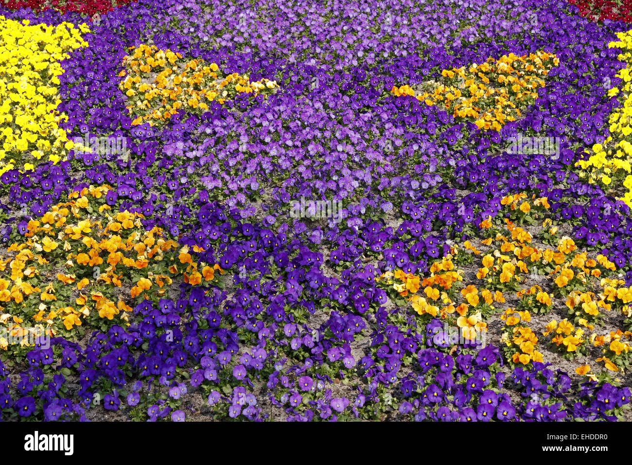 Pansy mix hi-res stock photography and images - Alamy
