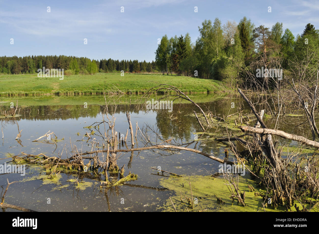 Swamp with dry snags near forest edge Stock Photo - Alamy