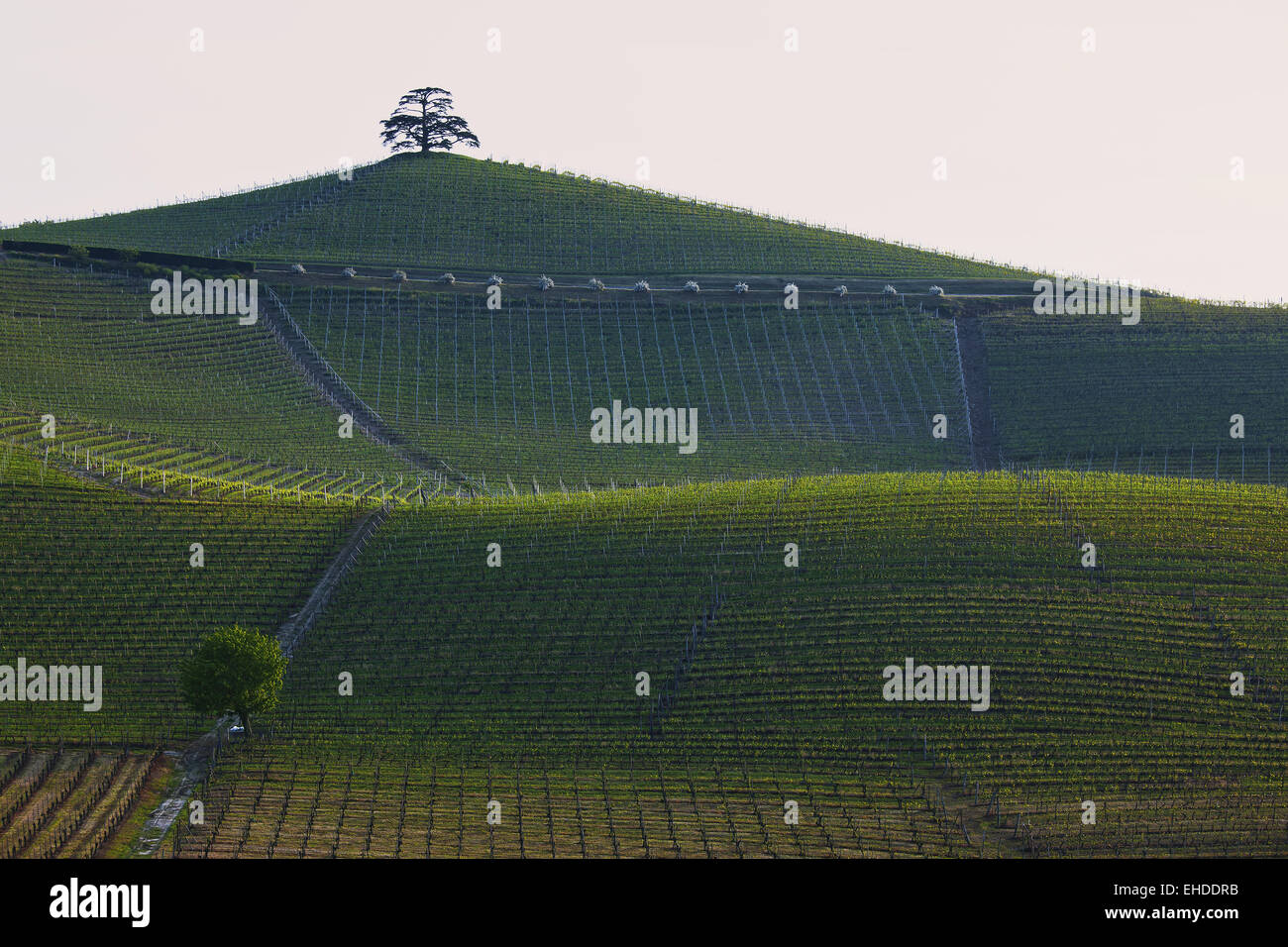 vineyard and famous Cedar of Lebanon, Italy Stock Photo - Alamy