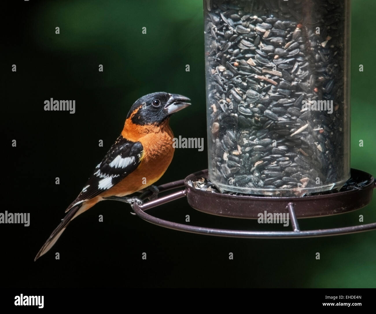 Black-headed Grosbeak (Pheucticus melanocephalus) male visits a bird ...