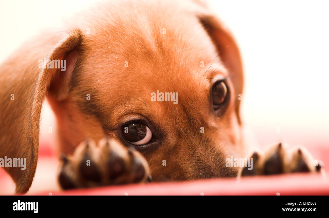 Dachshund puppy portrait Stock Photo - Alamy