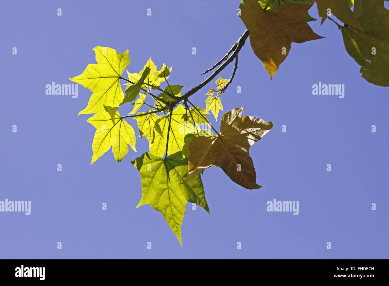 Acer saccharum, Sugar Maple in spring Stock Photo - Alamy