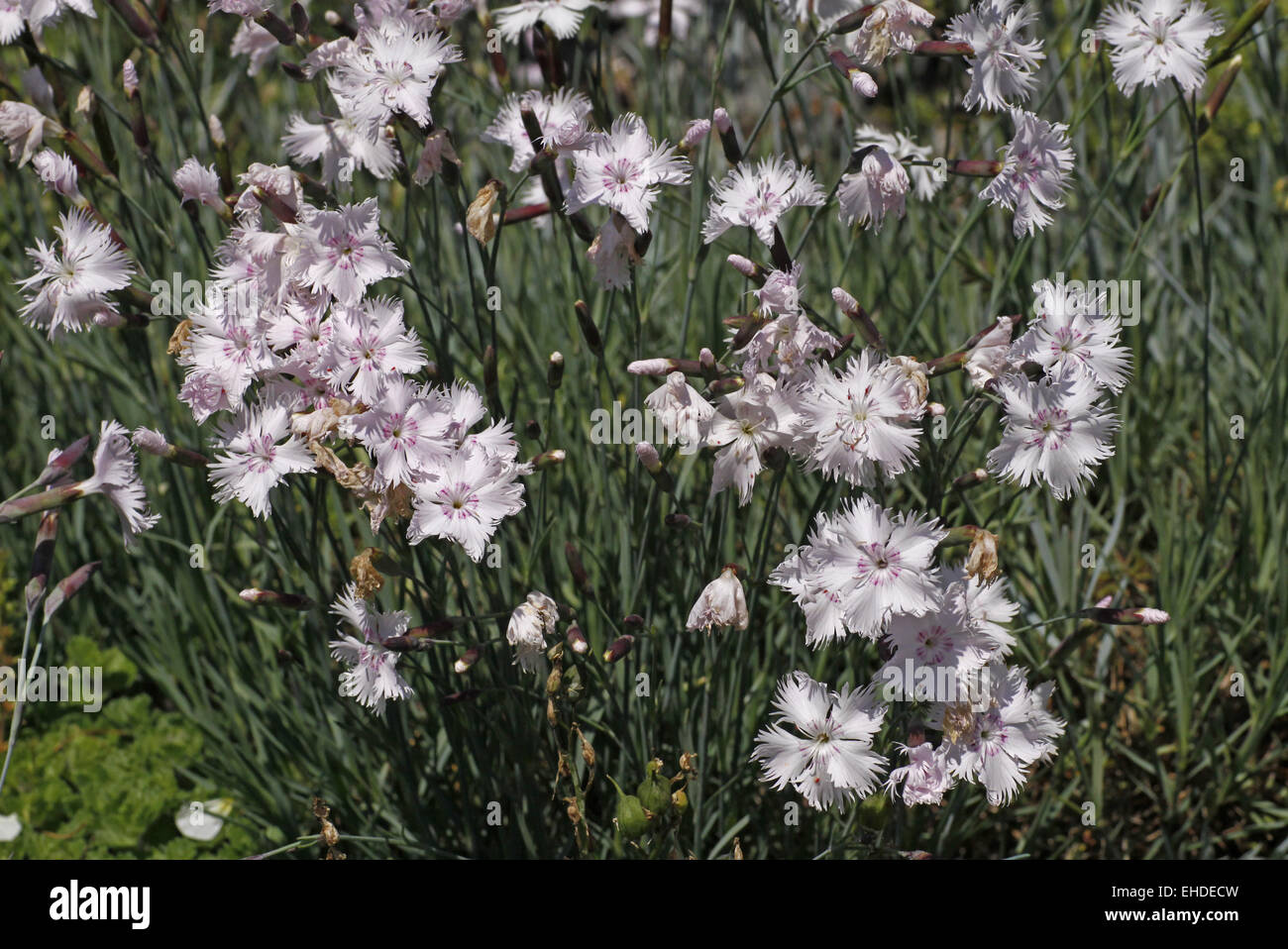 Dianthus hybrids, clove Stock Photo - Alamy