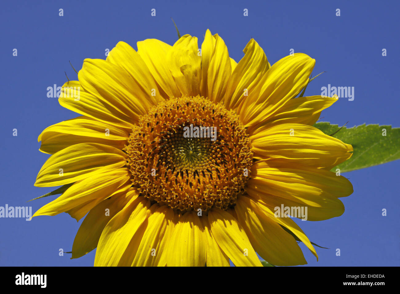 Helianthus, Sunflower - Sunflower Stock Photo - Alamy