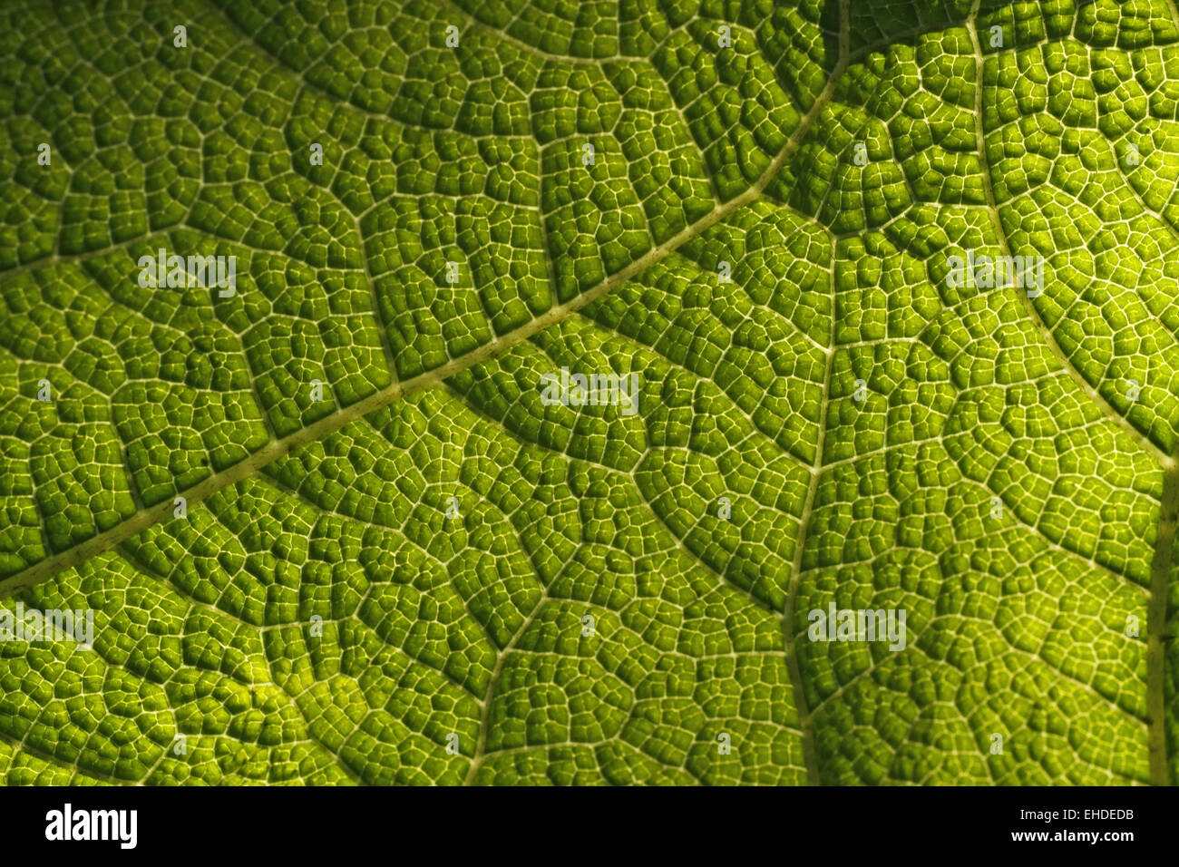 Riesen rhabarber hi-res stock photography and images - Alamy