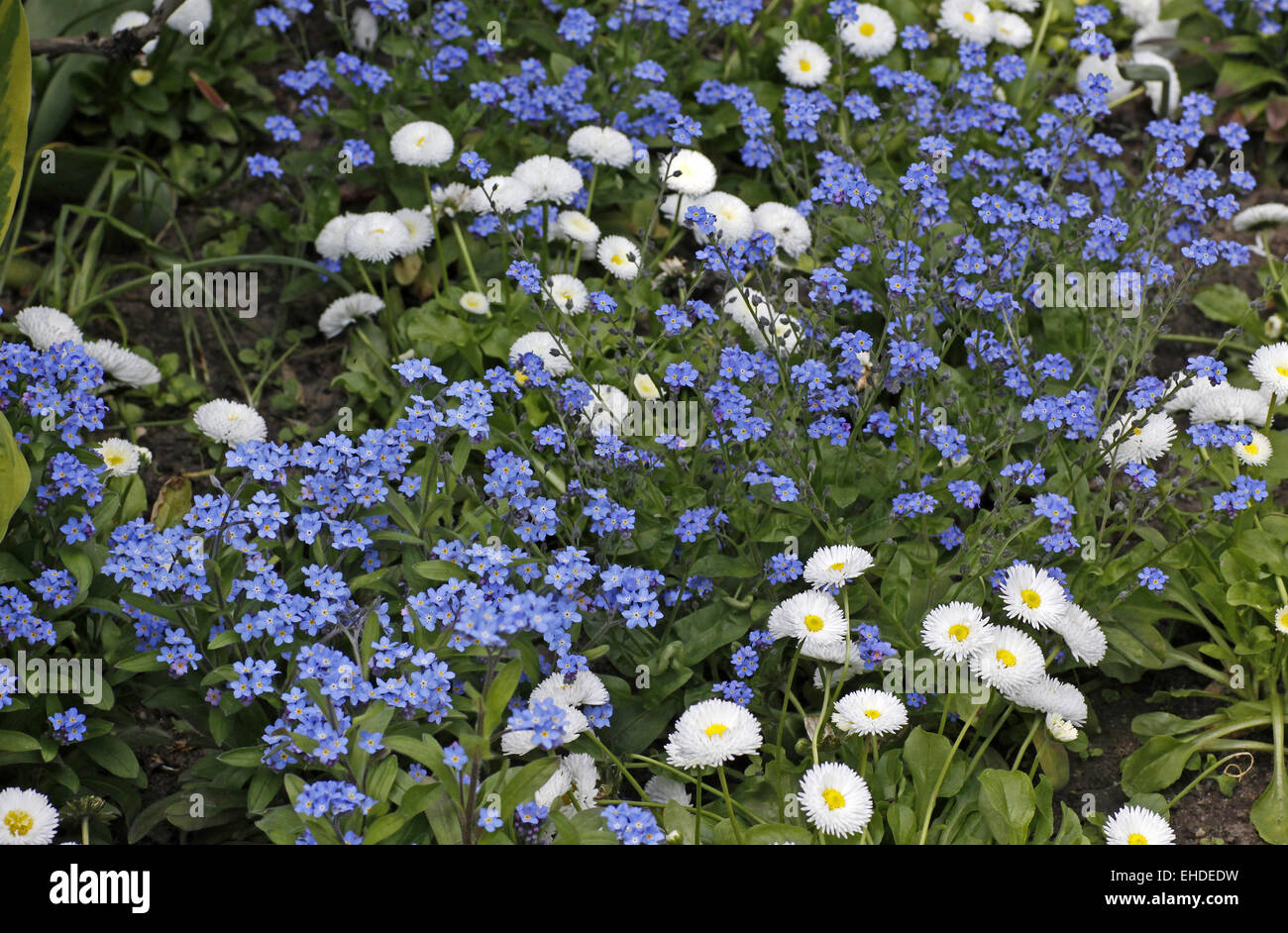Forget-me-not with daisies (Bellis Stock Photo - Alamy