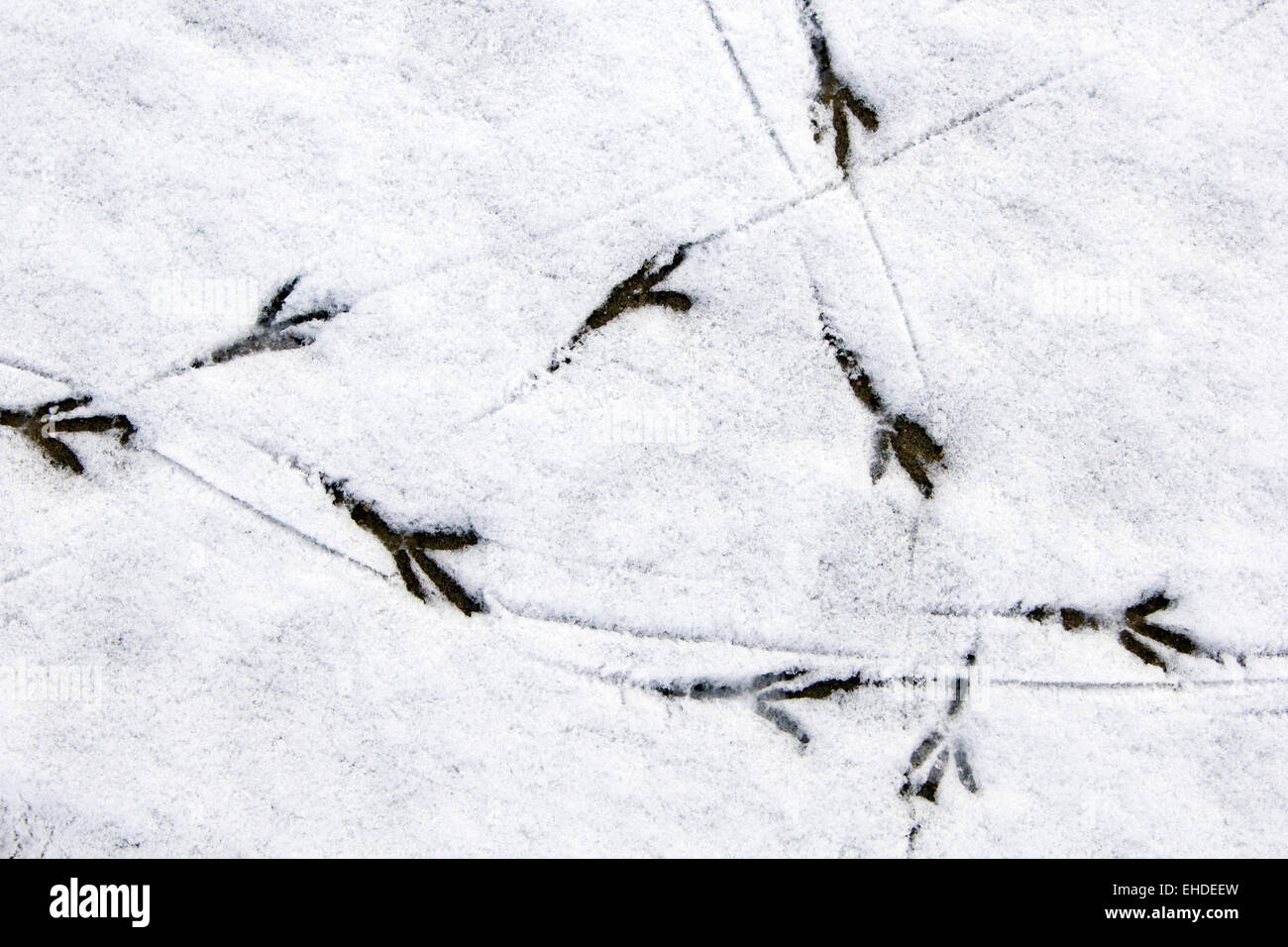 bird footprints on the snow Stock Photo - Alamy