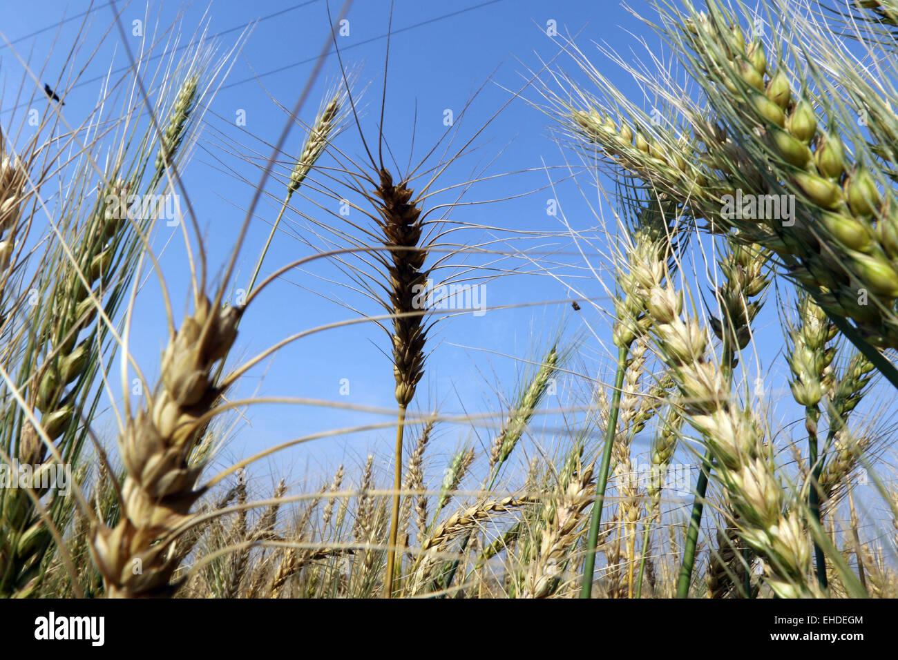 Wheat Fields bangladesh Stock Photo - Alamy