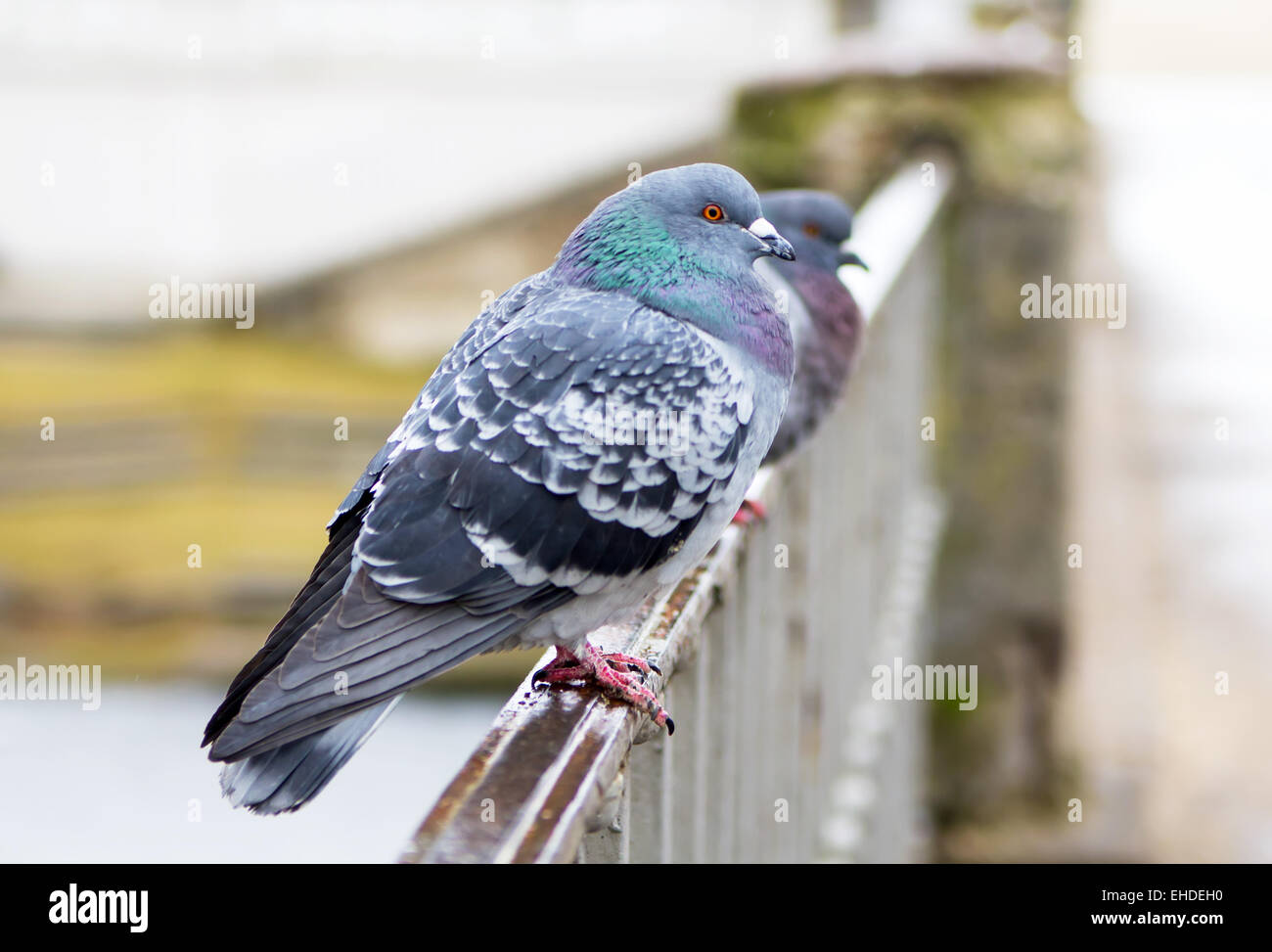 Cute pigeon flying hi-res stock photography and images - Alamy