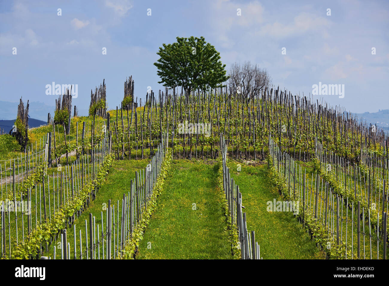 Barolo piedmont hi-res stock photography and images - Alamy