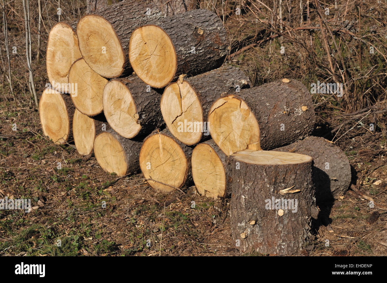 Stack of coniferous chocks in the forest Stock Photo - Alamy
