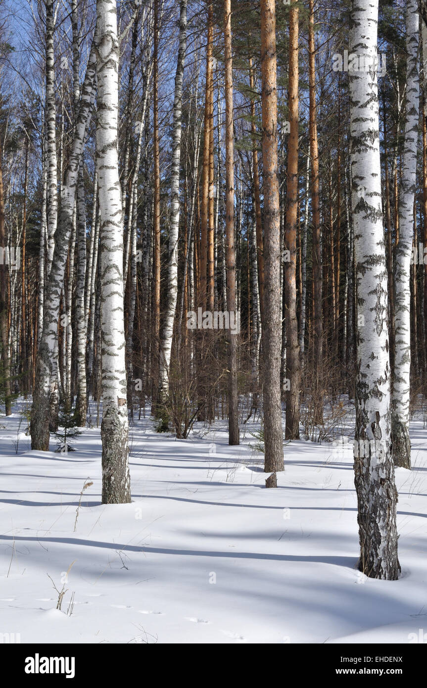 View of birch trees in winter forest Stock Photo - Alamy