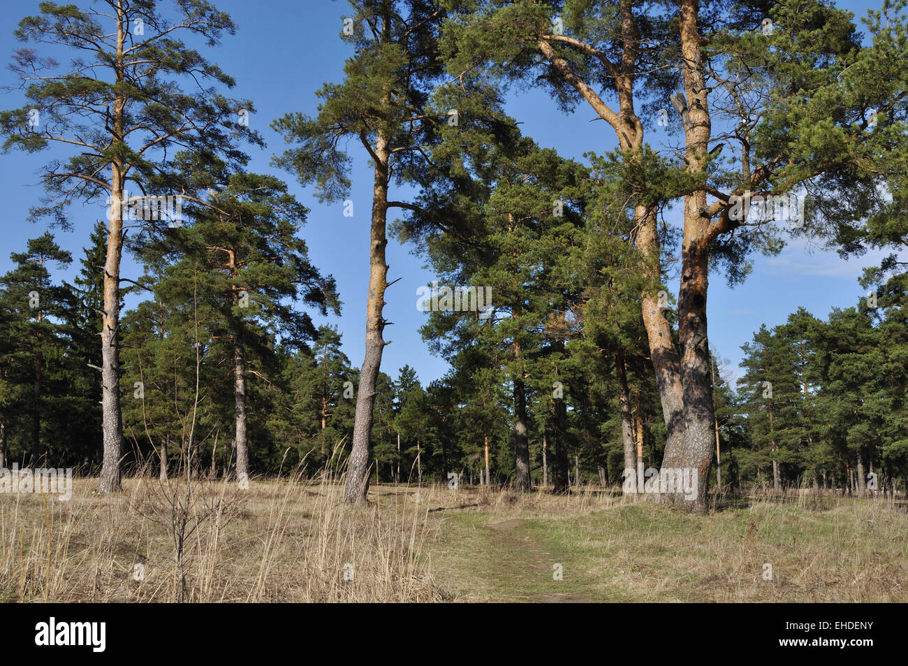 Pine forest with foot path in spring time Stock Photo - Alamy