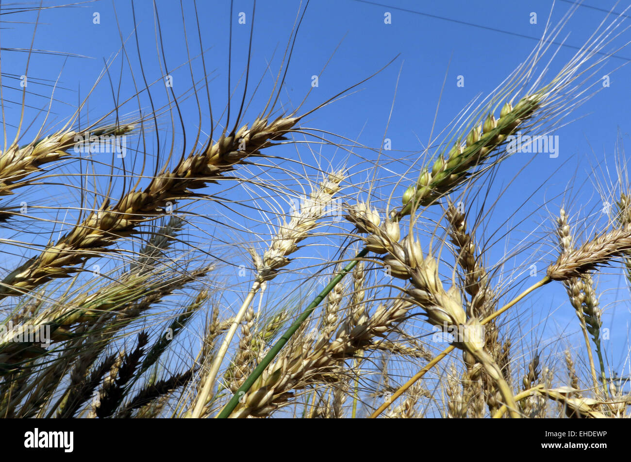 Wheat, agricultural, agriculture field, fields, grain, horizontal, land ...