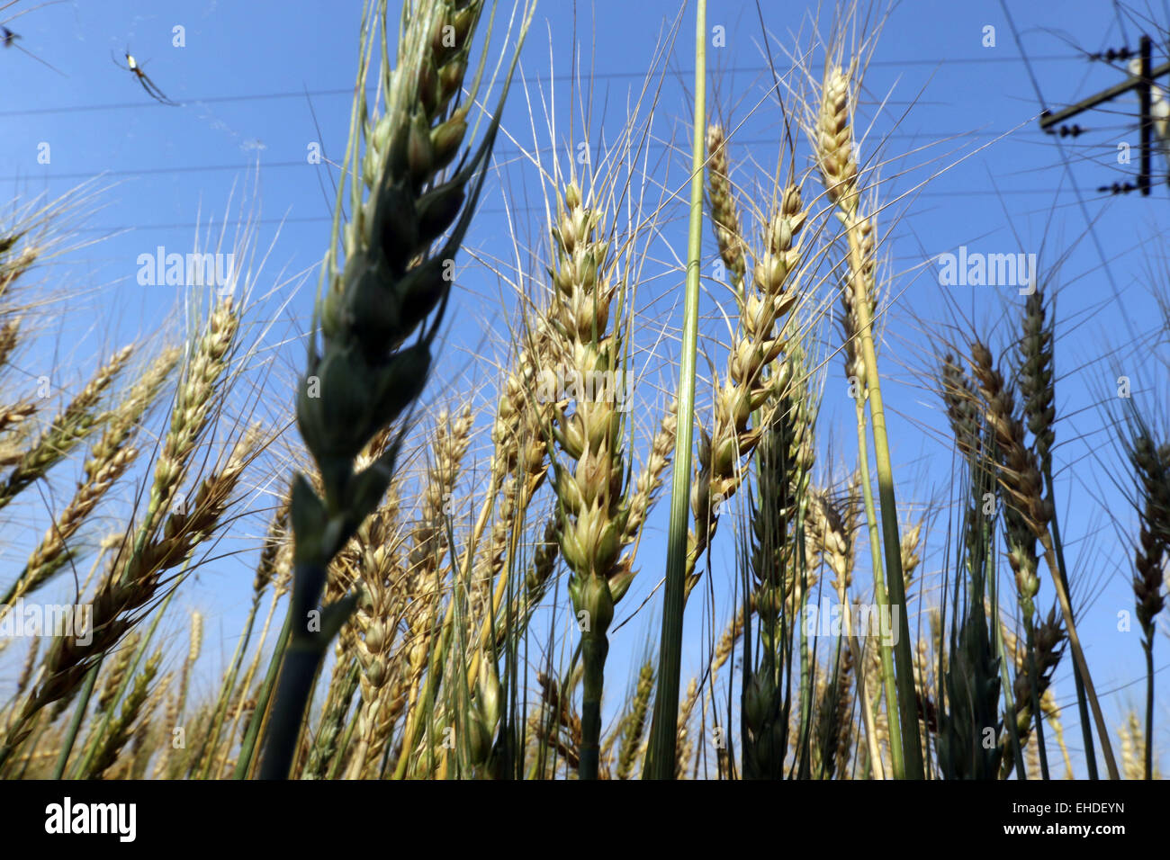 Wheat Fields bangladesh Stock Photo - Alamy